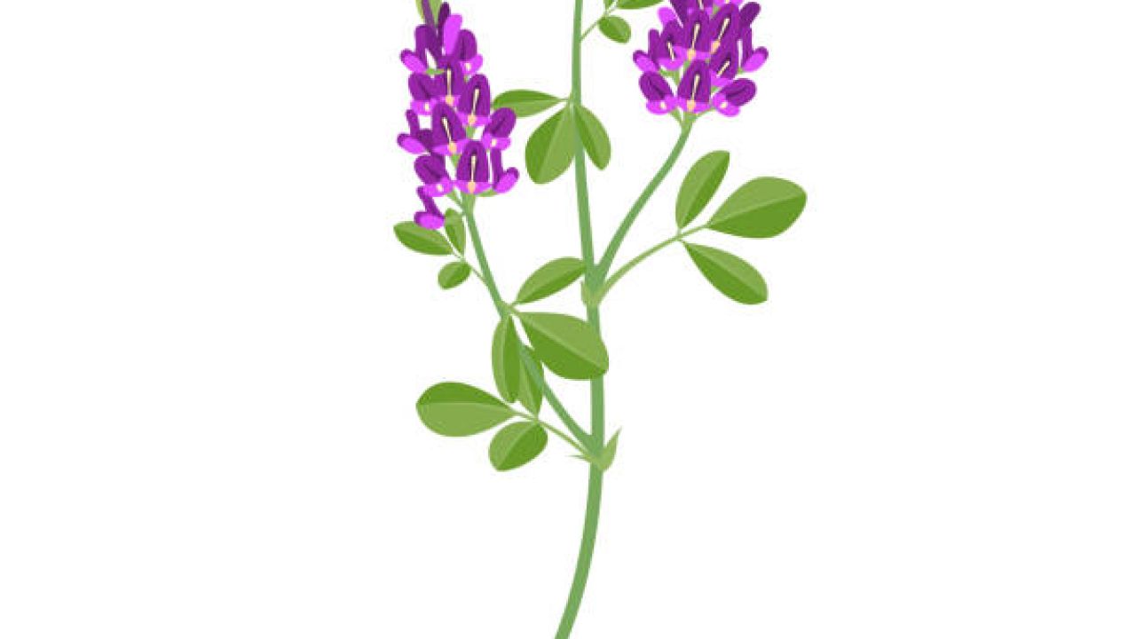 Résultats de recherche pour is200 - KingMods